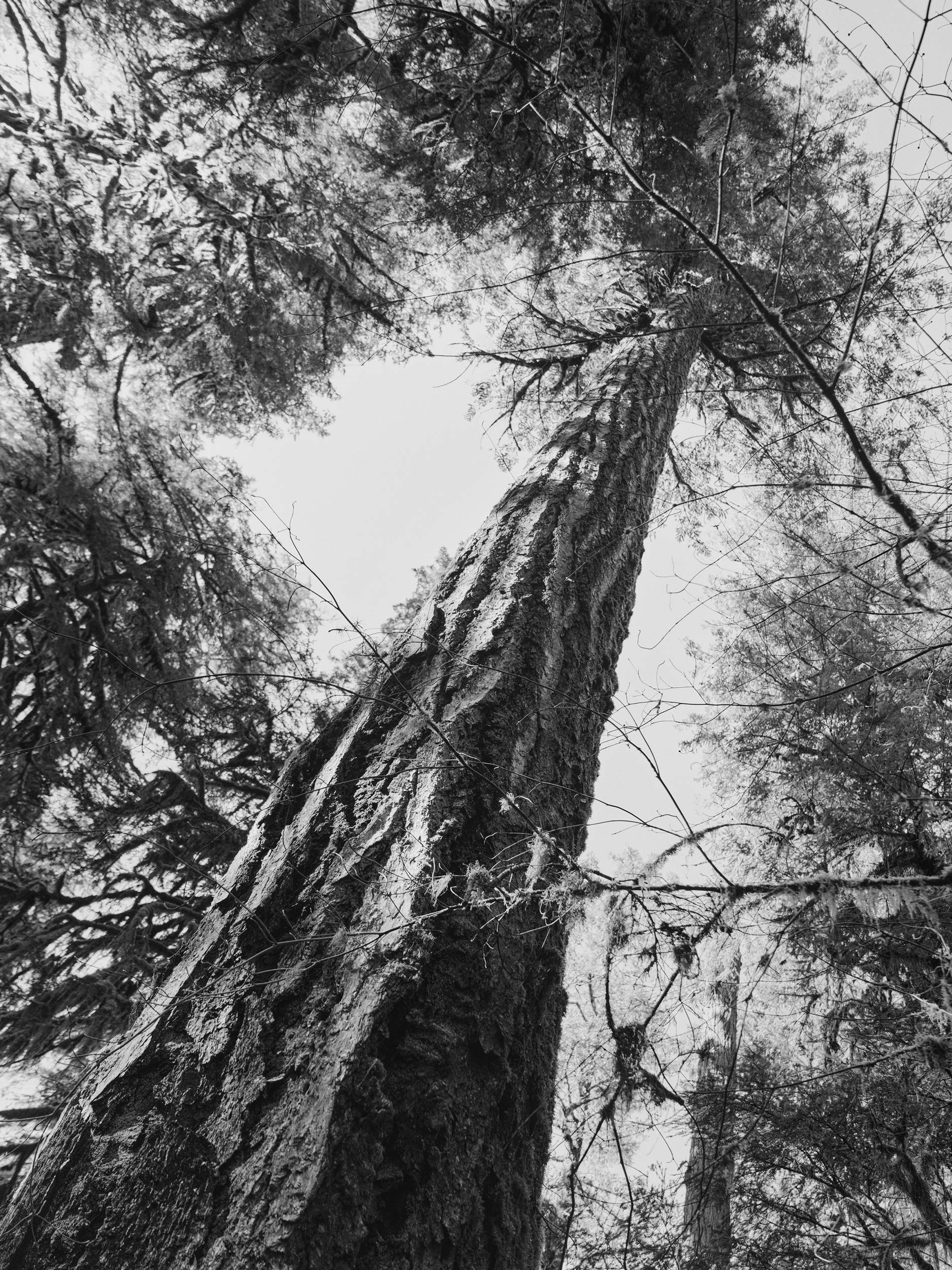 The New Forestry: The New Forestry